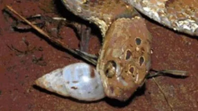 Descubrieron en Ecuador cinco nuevas especies de culebras "chupa ...