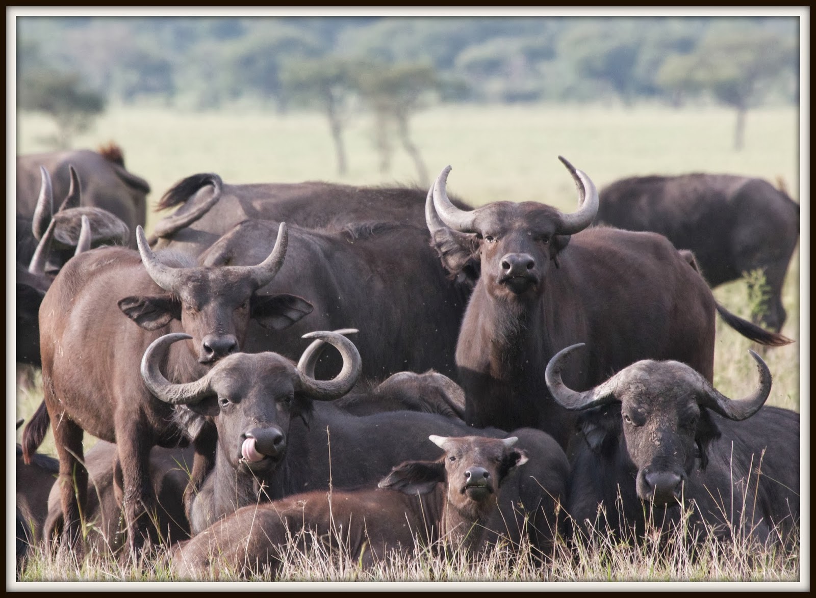 The Eye Travels | Samantha Angelo: Wild Family Portraits