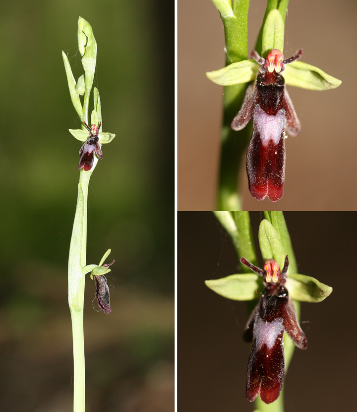 Fly Orchids