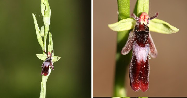Fly Orchids