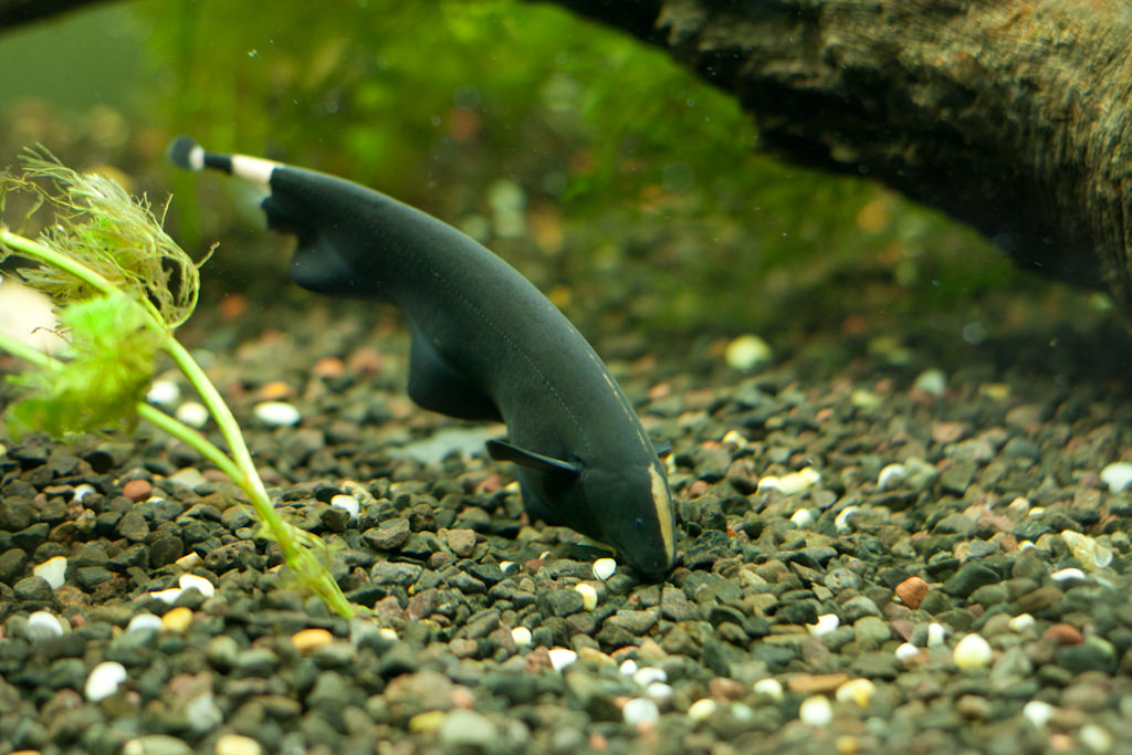 BLACK GHOST KNIFE FISH ~ Everything About Fish