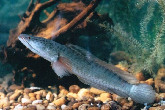 Gambar Ikan Gabus ukuran Kecil dan Besar serta Manfaatnya