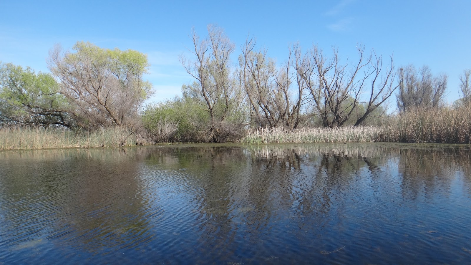 Headwaters Fishing Team: Fly Fishing For Bass At Mather Lake By BioBill