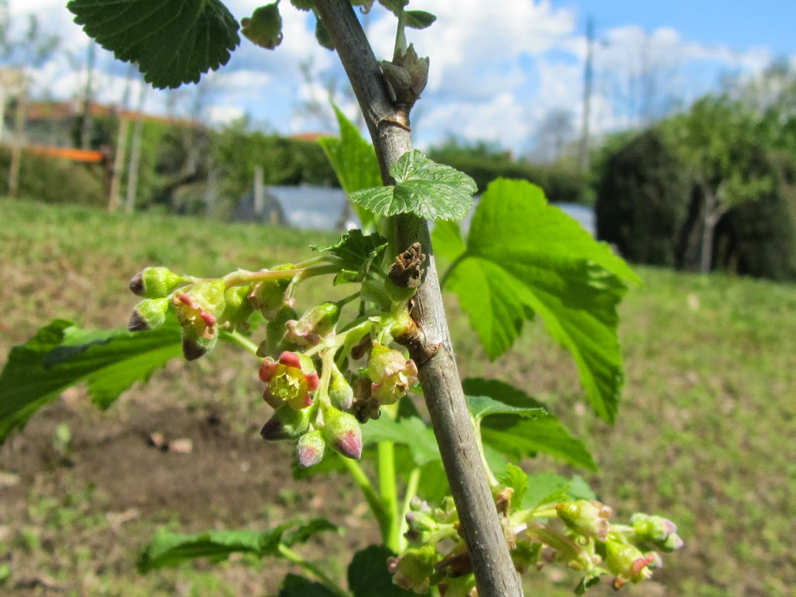 Come Coltivare il Ribes Nero (Ribes nigrum) | Il Gusto Della Natura