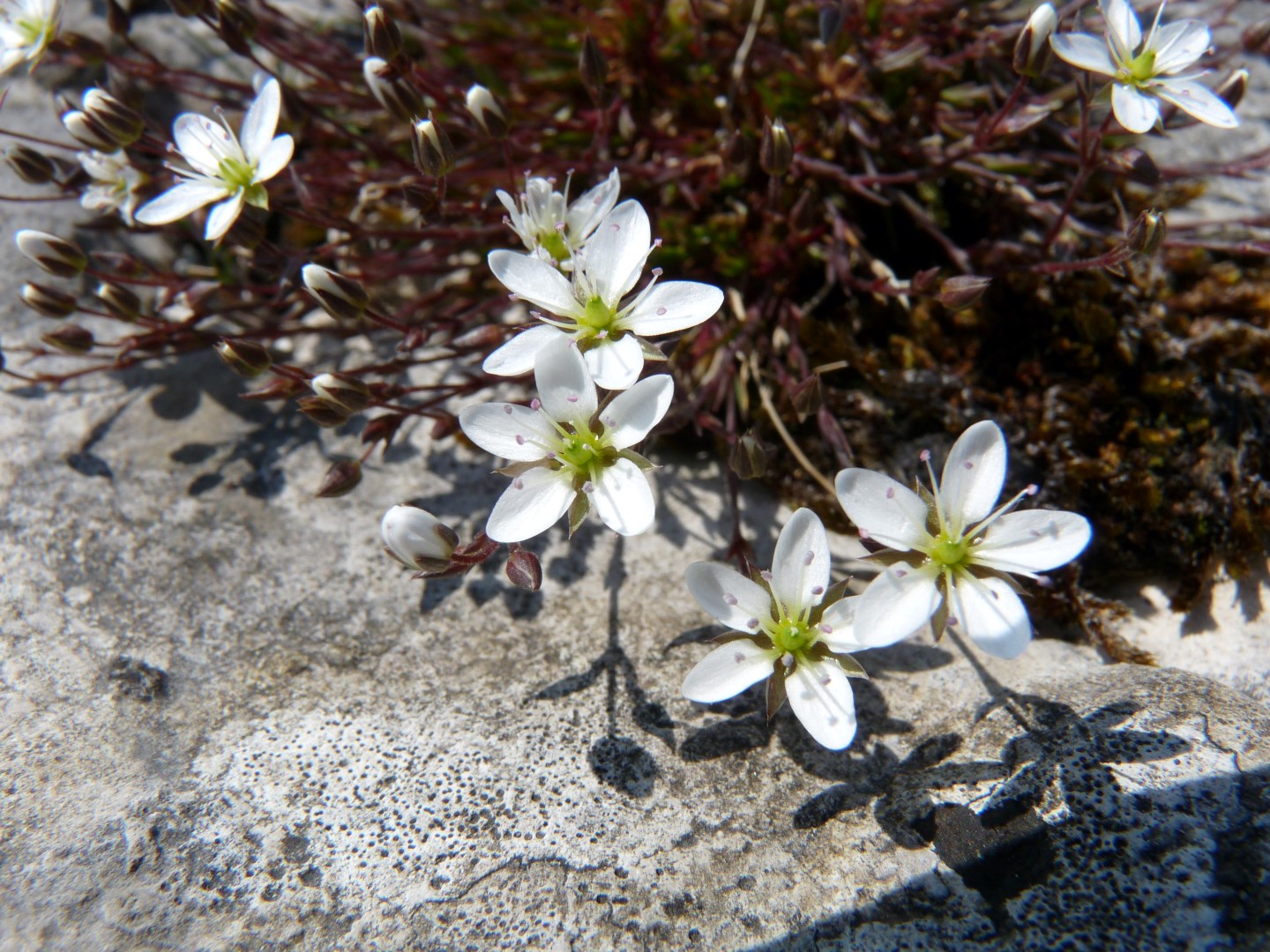 The Flora of Hutton Roof : Minuartia verna (Spring Sandwort)