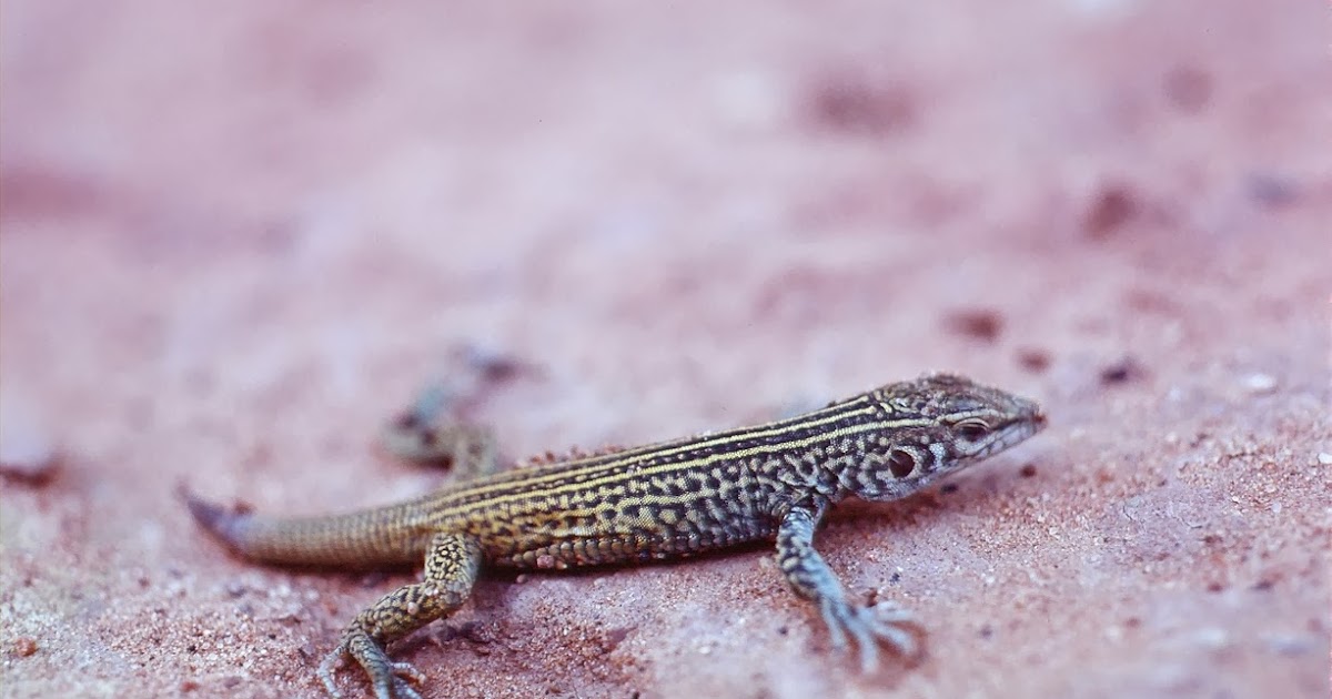 Day Hiking Trails: Great kids' trail: Capitol Reef's Capitol Gorge