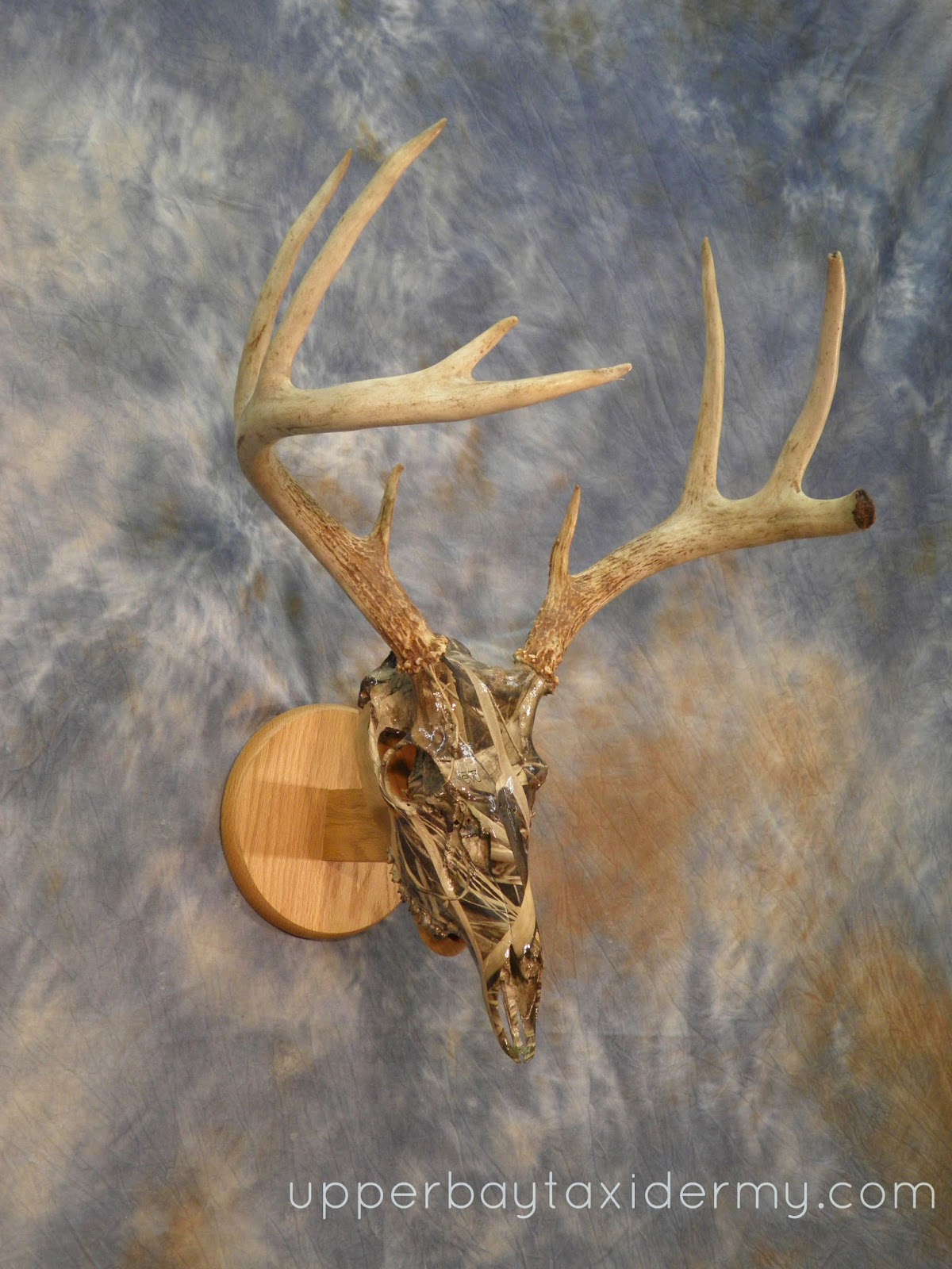 Upper Bay Taxidermy Mobile Gallery: European Skulls, Antler Mounts, and ...