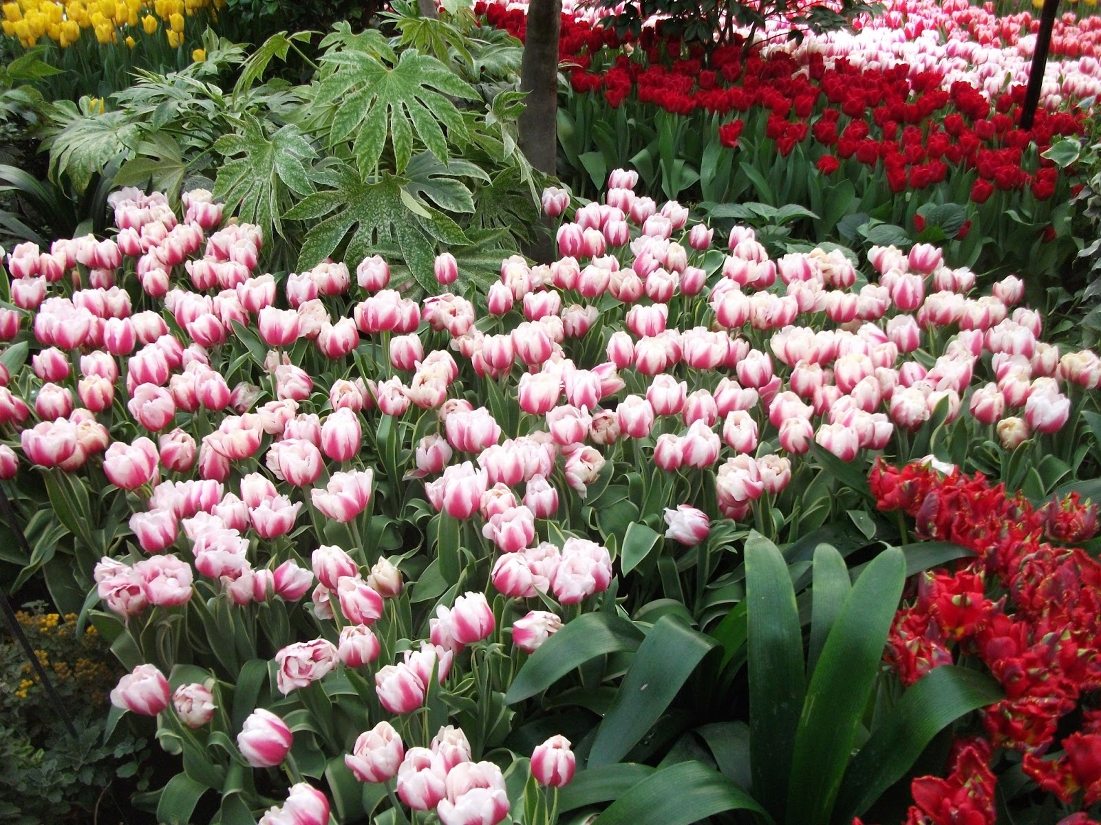 Tulips in Bloom at Tulipmania