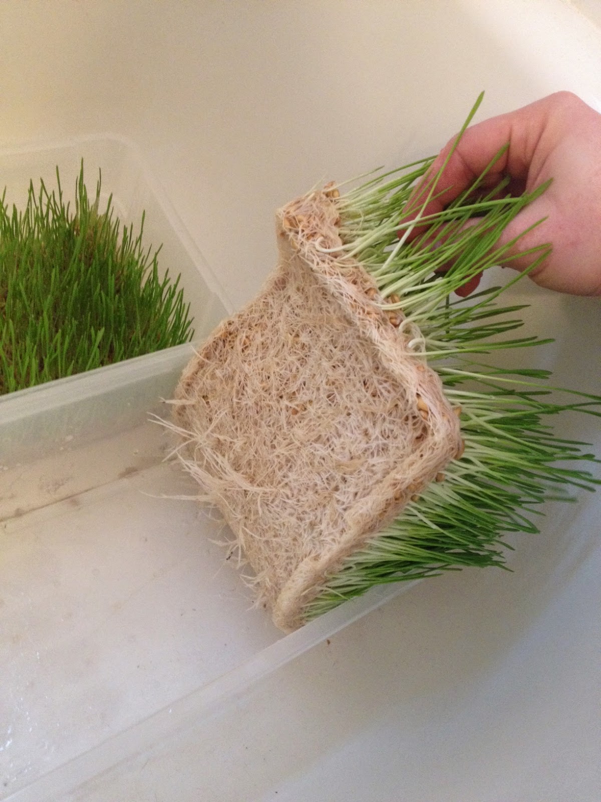 little country house: Barley Fodder System