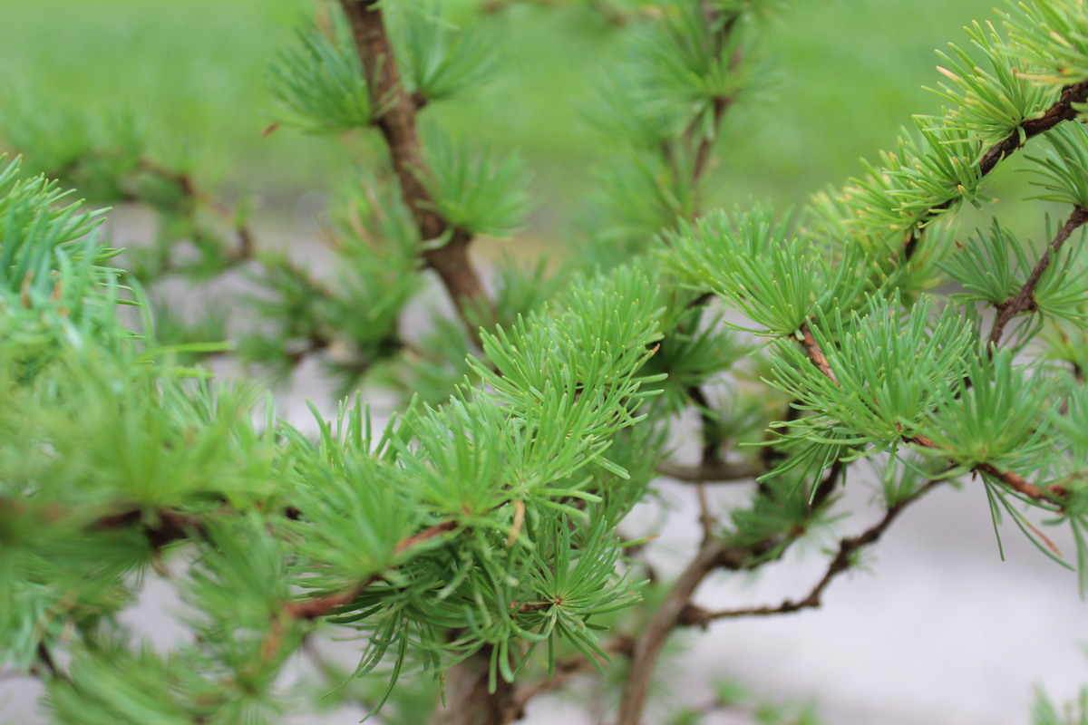 Trees Planet: Larix kaempferi - Japanese Larch