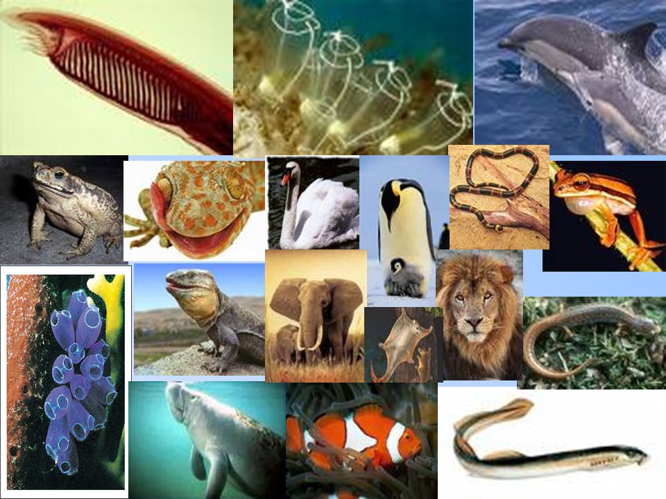 Revisão: Cordados | Bio Nota 10