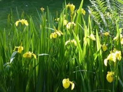 SEMAK IRIS (Neomarica longifolia) - GANESHA FLORA