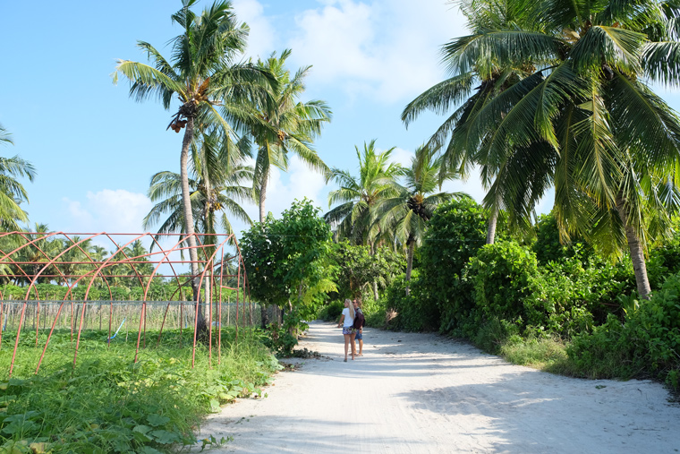 6 REASONS HOW DO I FALL IN LOVE WITH THODDOO ISLAND, MALDIVES ...