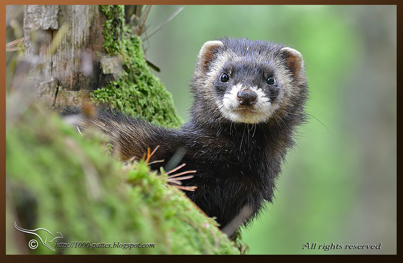 WILDLIFE GATEWAY: Le Putois d'Europe en sous-bois