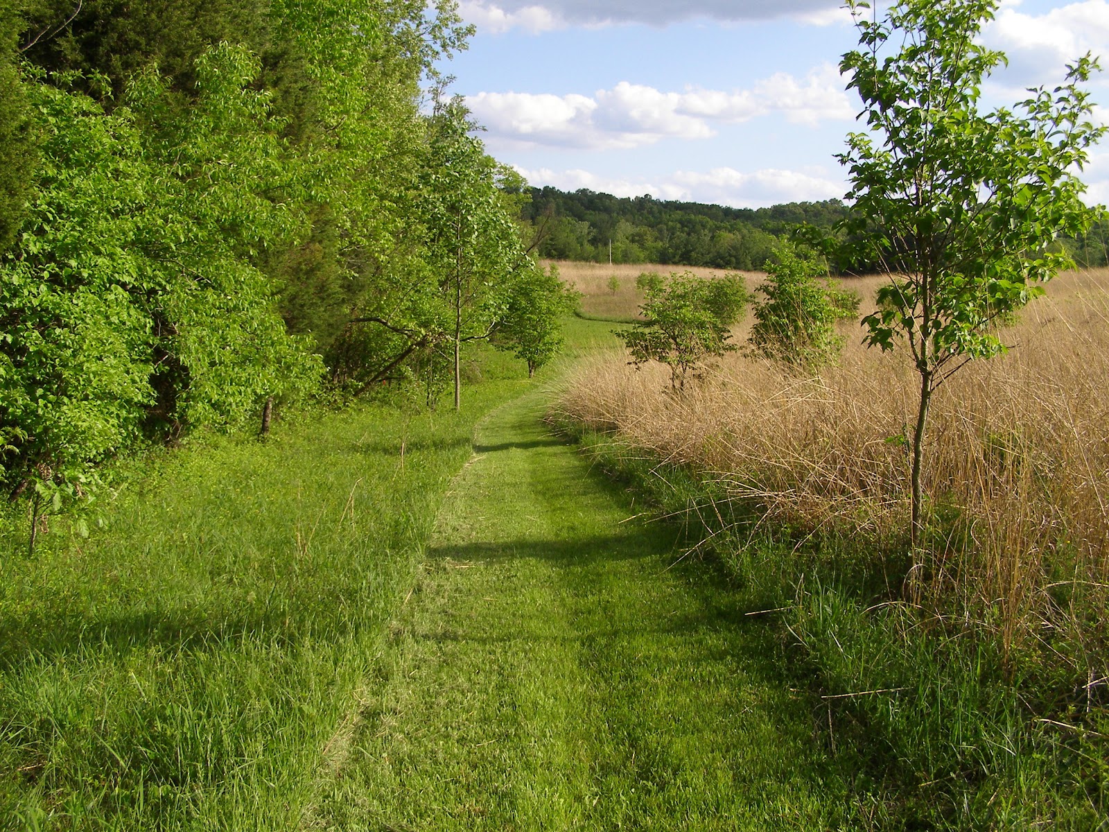 Blue Jay Barrens: Field Trail