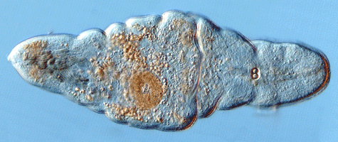 Variety of Life: Bilateria