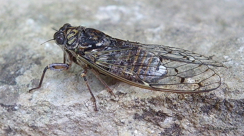 Un jour....Une photo !: Cigale