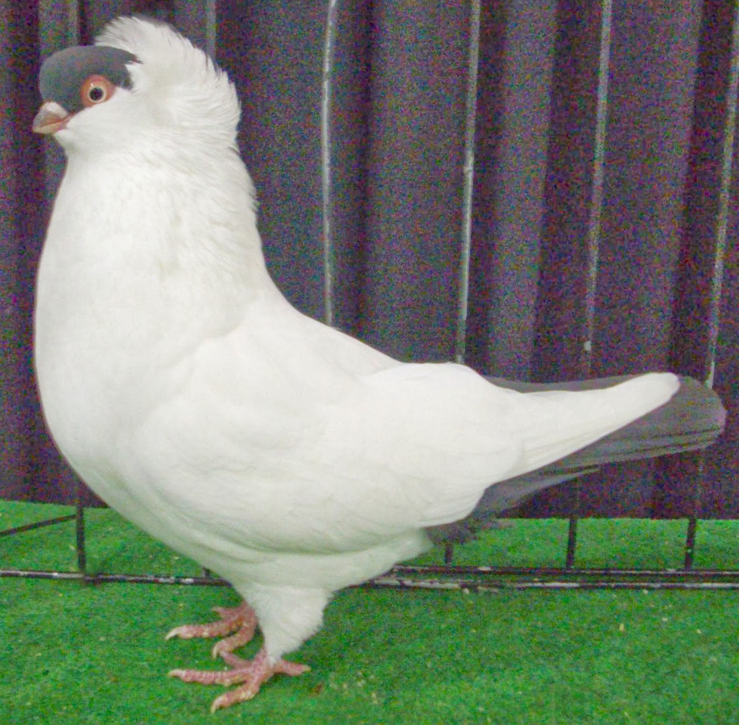 Encyclopedia of Bird Kingdom: Helmet Pigeon with Origin Description ...