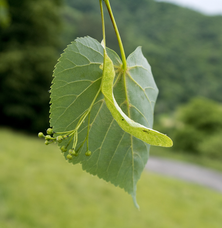 Paseos por la naturaleza: Tilia cordata. Tilo de hoja pequeña.