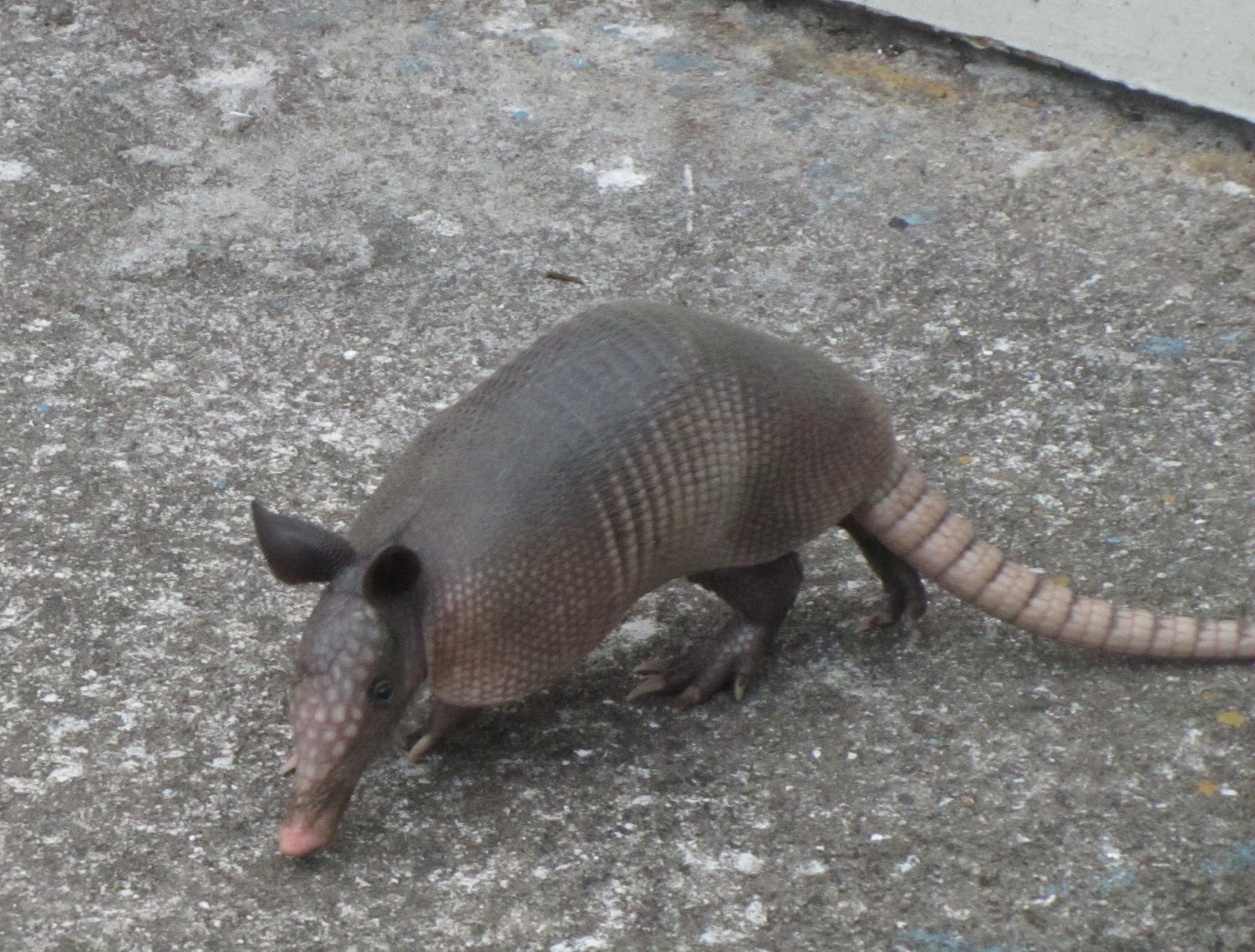 Adventures with Snails in Panamá: September 2012