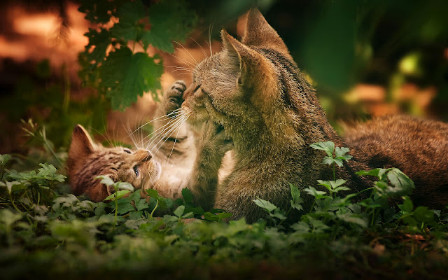 40 mooie katten achtergronden en foto's