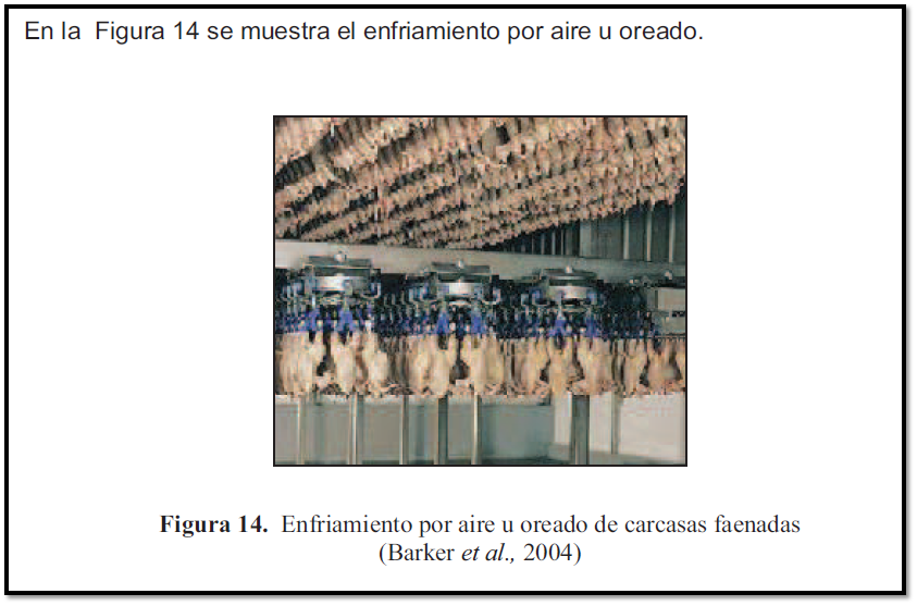 MATANZA DE AVES DE MANERA INDUSTRIAL Y MANUAL: ETAPAS DEL PROCESO DE ...