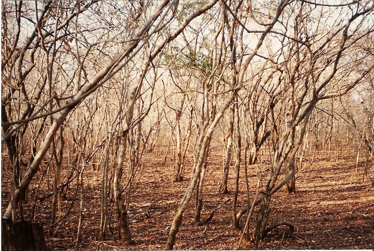 Jornal O Divisor: Seca nos próximos três meses em MT será dentro da ...