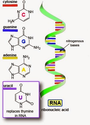 Know It All Biology: DNA & RNA