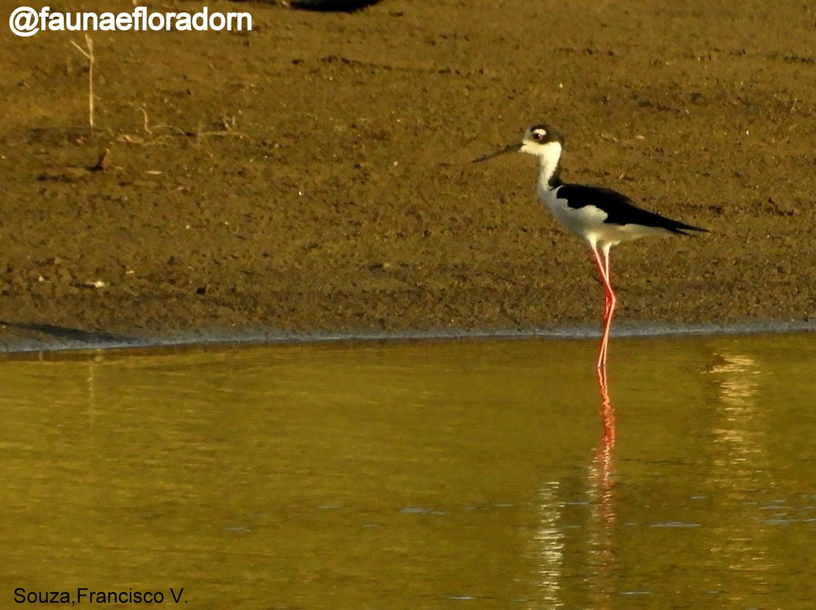 FAUNA E FLORA DO RN: Pernilongo-de-costas-negras Himantopus mexicanus