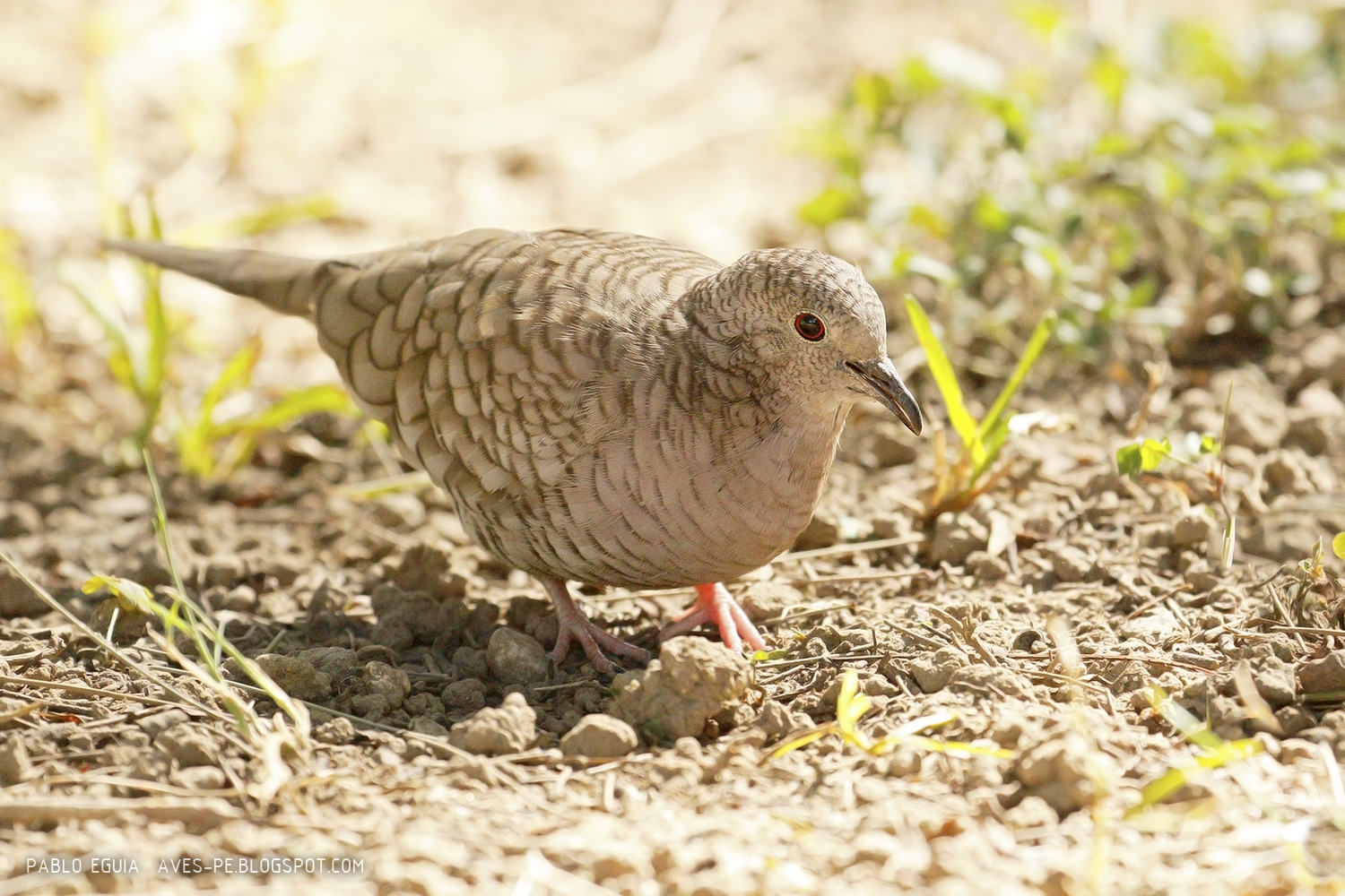 mis fotos de aves: Columbina inca Tortolita Mexicana Inca Dove