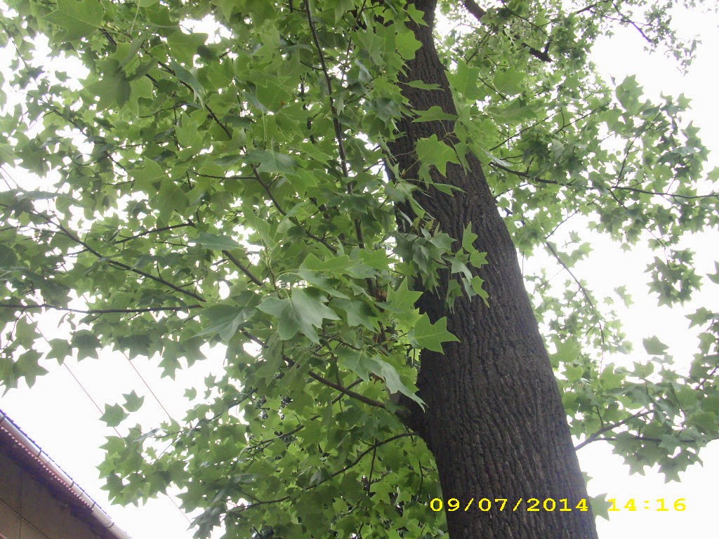 Din natură: Arborele de lalea