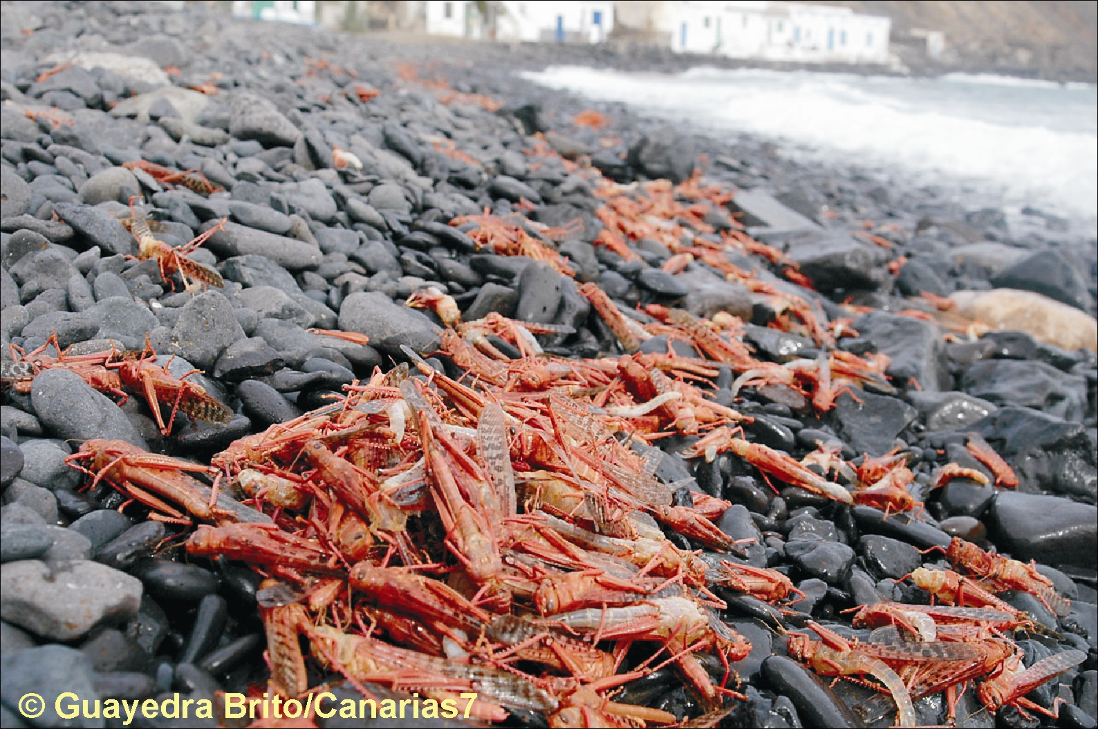 Amontonador urgente de palabras: CIGARRONES