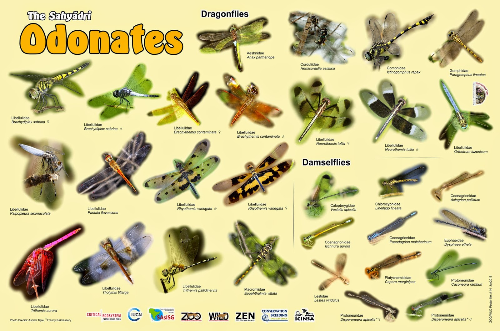 dandelion seeds: Odonata Life Cycle