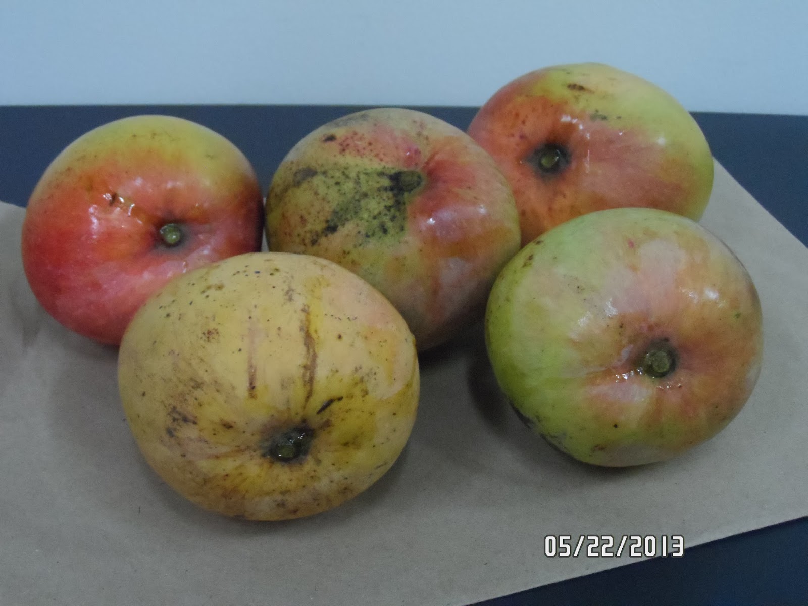 Apple Mango | My Carry All Bag