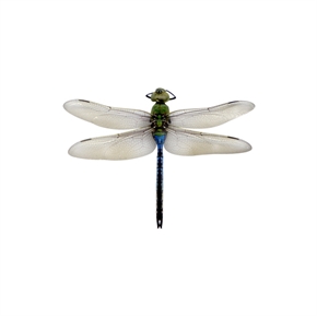 Innovatoys: Solar Butterfly & Solar Dragonfly