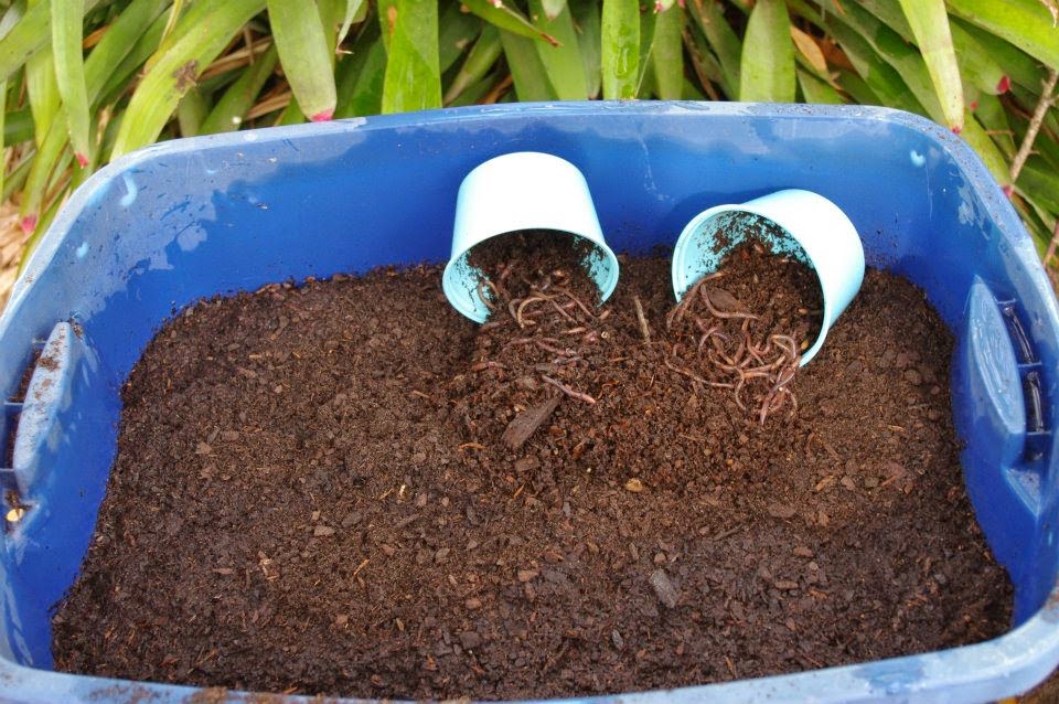 The Manic Organic: Raising Earthworms for Composting and Making an ...