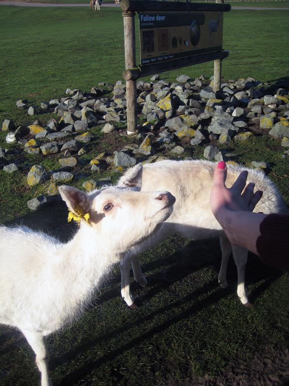 Travel Depot: Wild Winter Safari at West Midland Safari Park