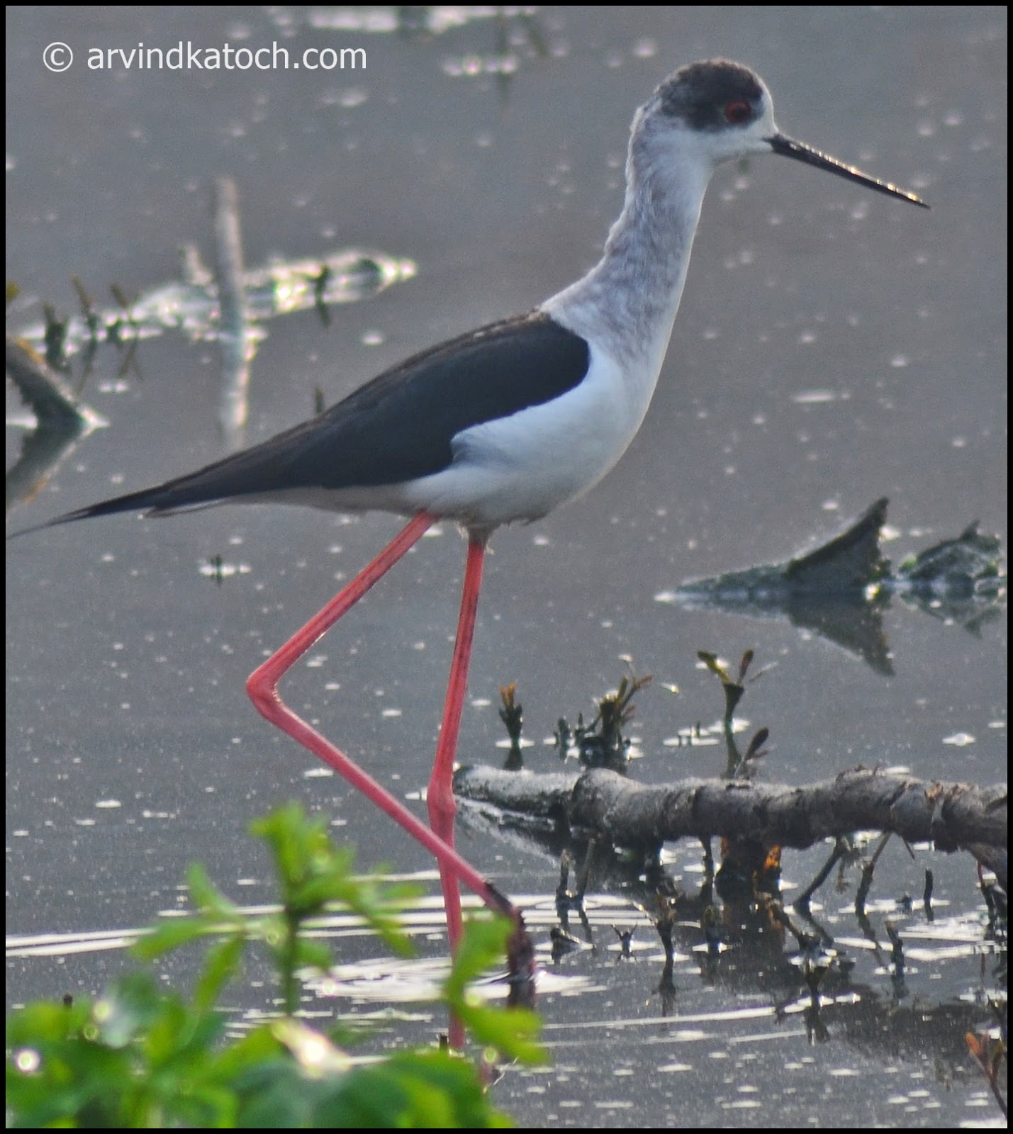 Black-Winged Stilt Pictures and Detail (A Bird with Narrow and Tall legs)