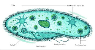 Education fair: Mikroorganisma: Jenis-jenis organisma