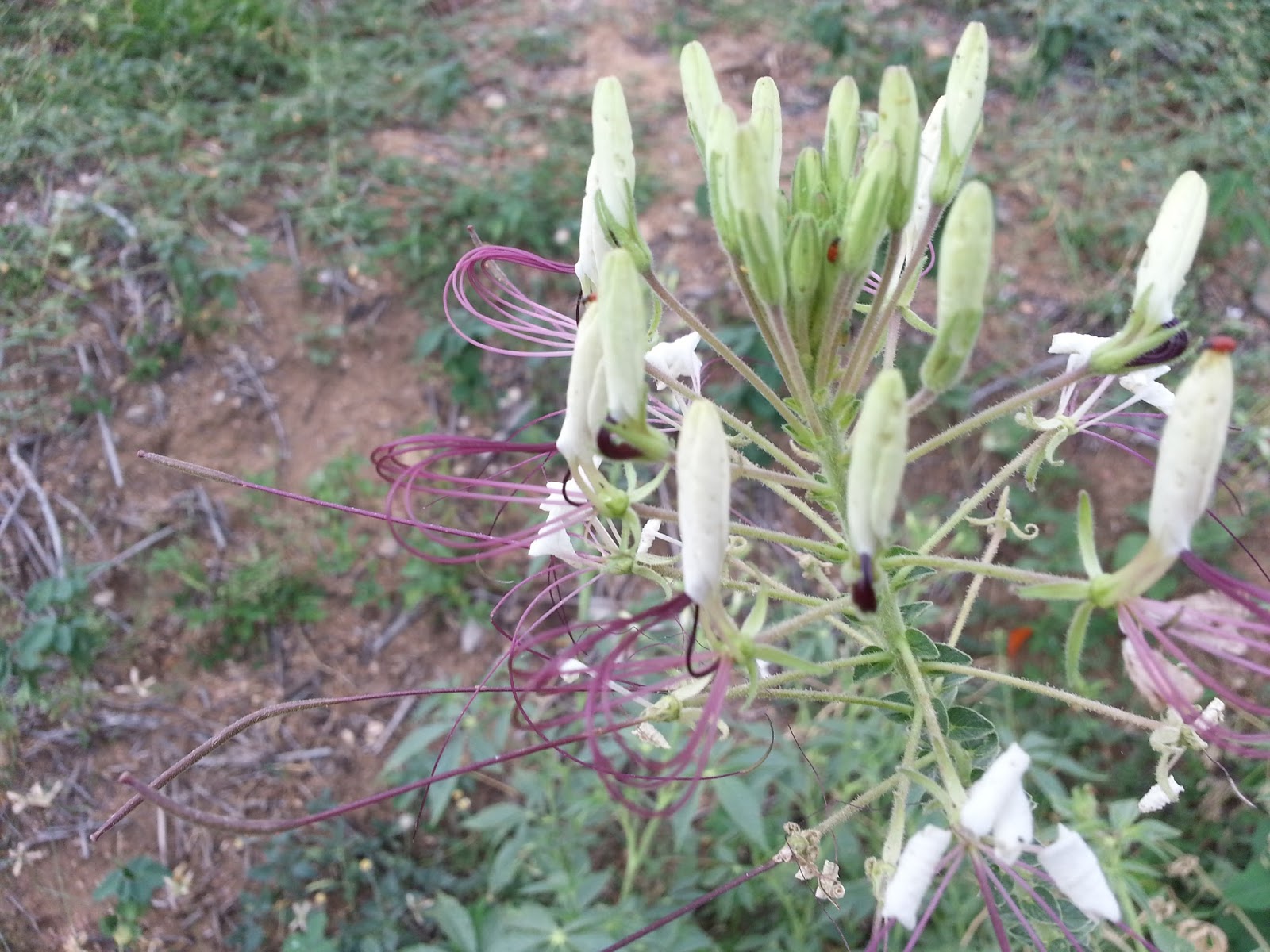 Ele é chamado de mussambê, mussambê-branco, mussambê-de-espinho ...