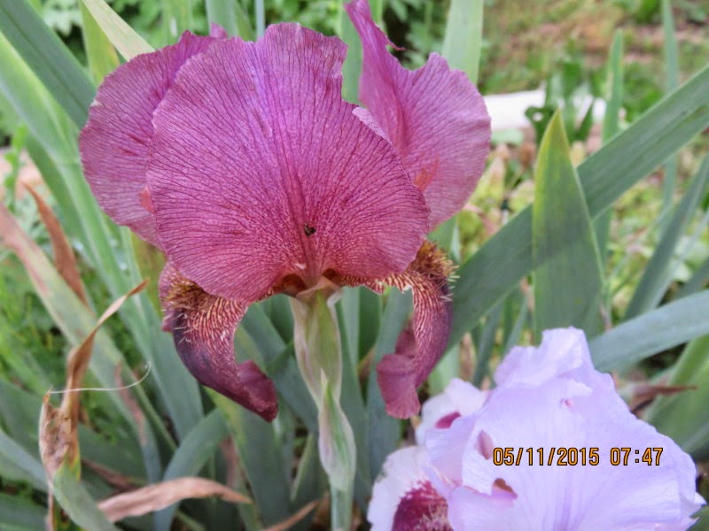 My Virtual Maryland Garden: Aril bred iris time