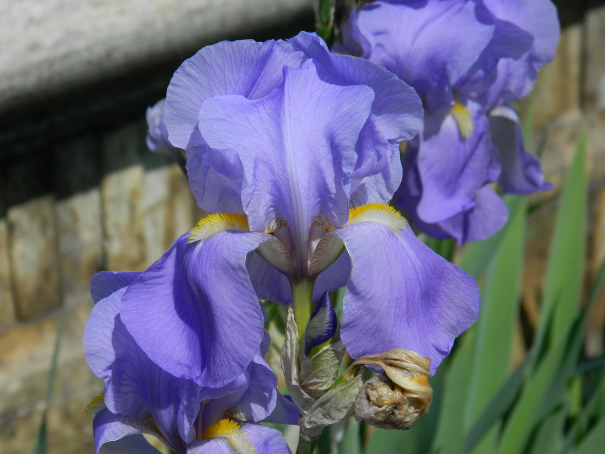 LA MULTI ANI, ROMANIA!: Stanjenei mov deschis