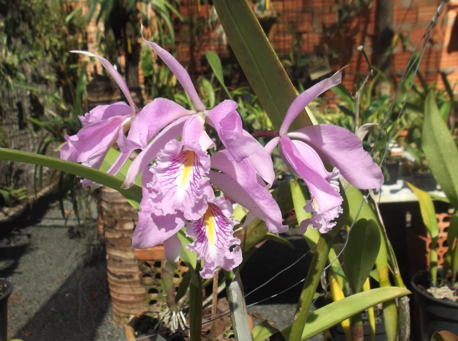 GALLERANI ORQUÍDEAS: Cattleya maxima concolor self