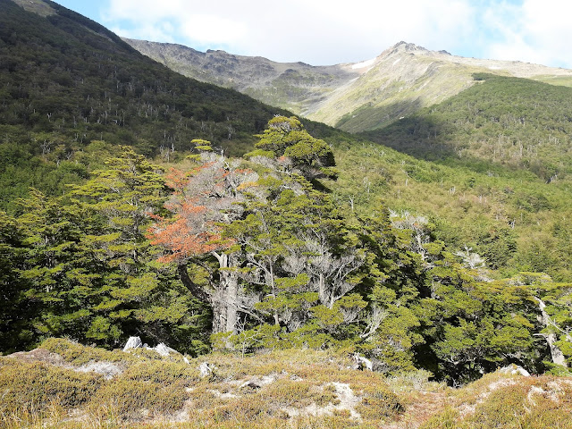 My Travel Blog: 4x4 Road Safari: The Lumberjack Trail in Ushuaia, Argentina