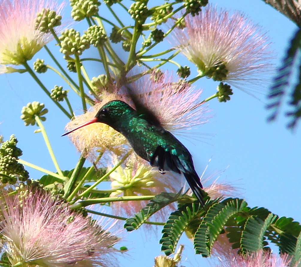 aves de Chacabuco: PICAFLOR COMÚN.