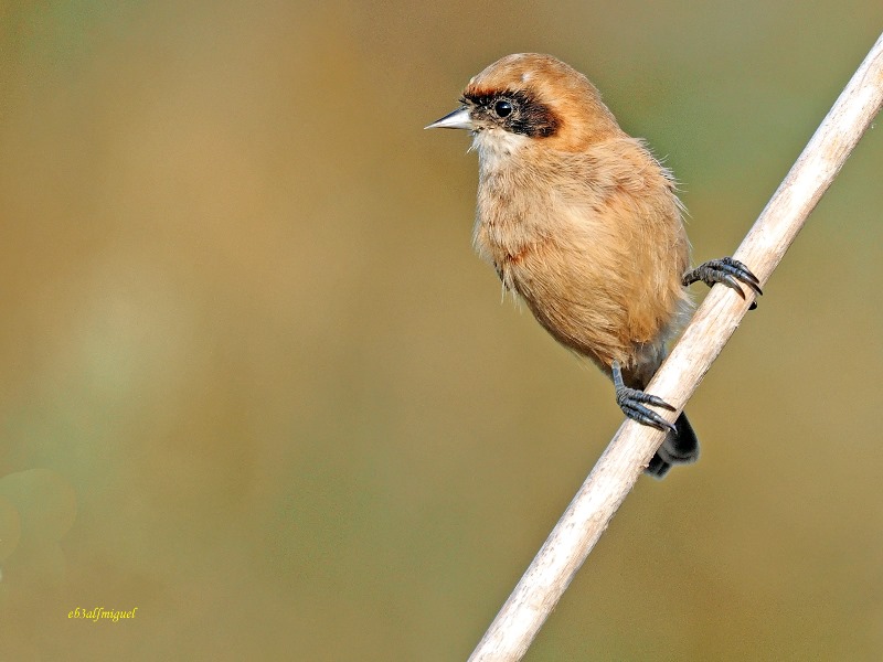 Miguel fotografia: Pájaro-moscón europeo (Remiz pendulinus)