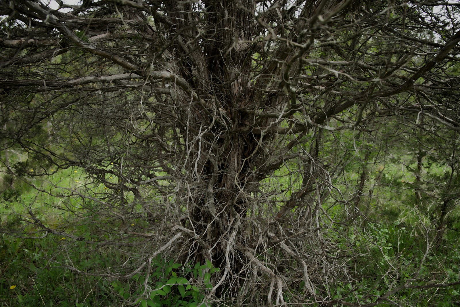 The Prince Edward County Experience: Witch Trees