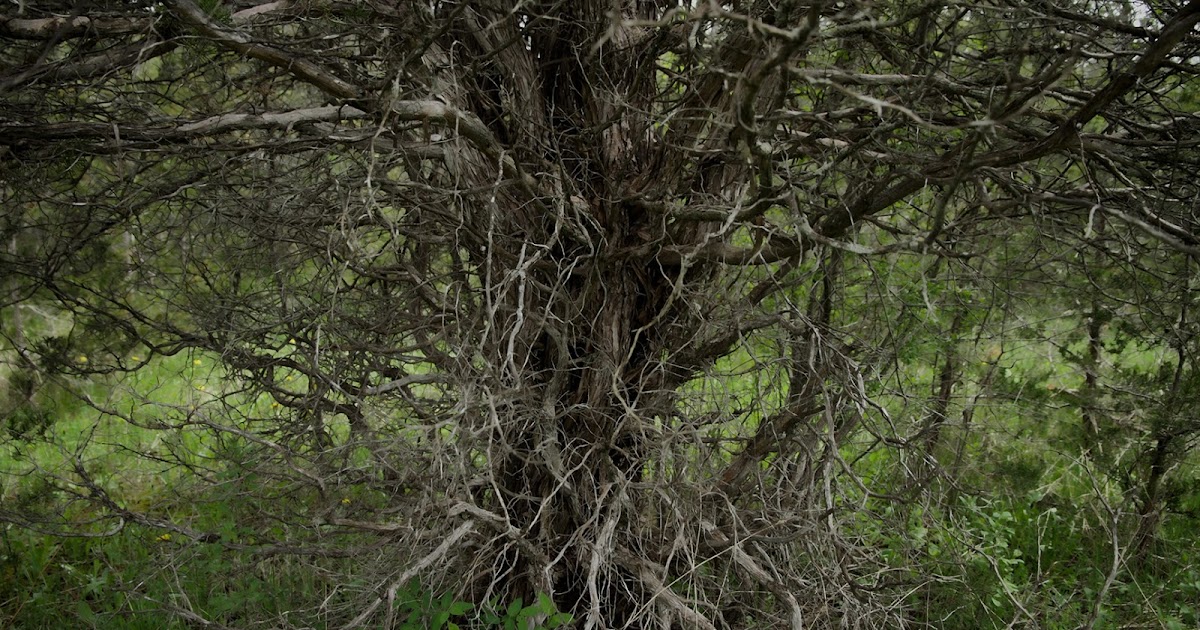 The Prince Edward County Experience: Witch Trees