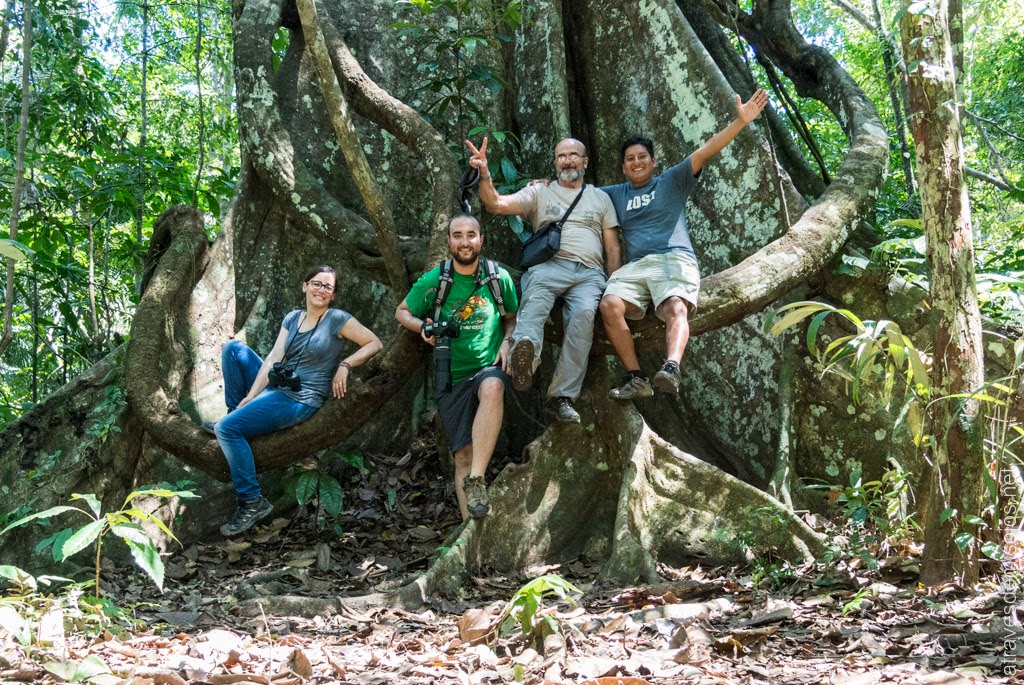 Pajareando por Perú: Selva: Lago Sandoval y Reserva Nacional de Tambopata