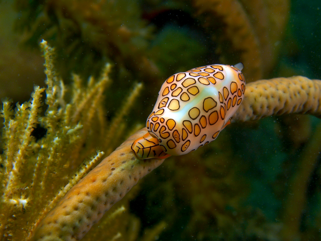Real Monstrosities: Flamingo Tongue Snail
